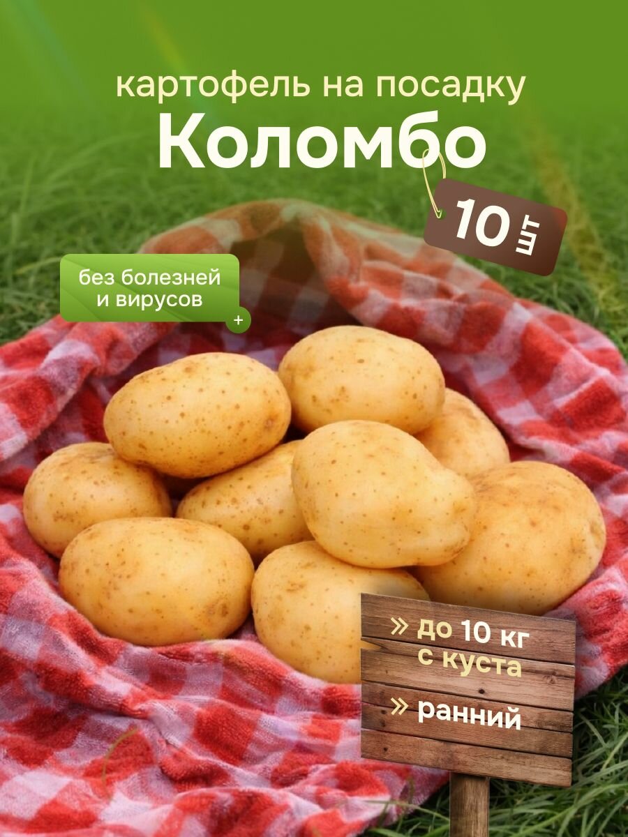 Семенной картофель на посадку Коломбо 10 шт (ранний)