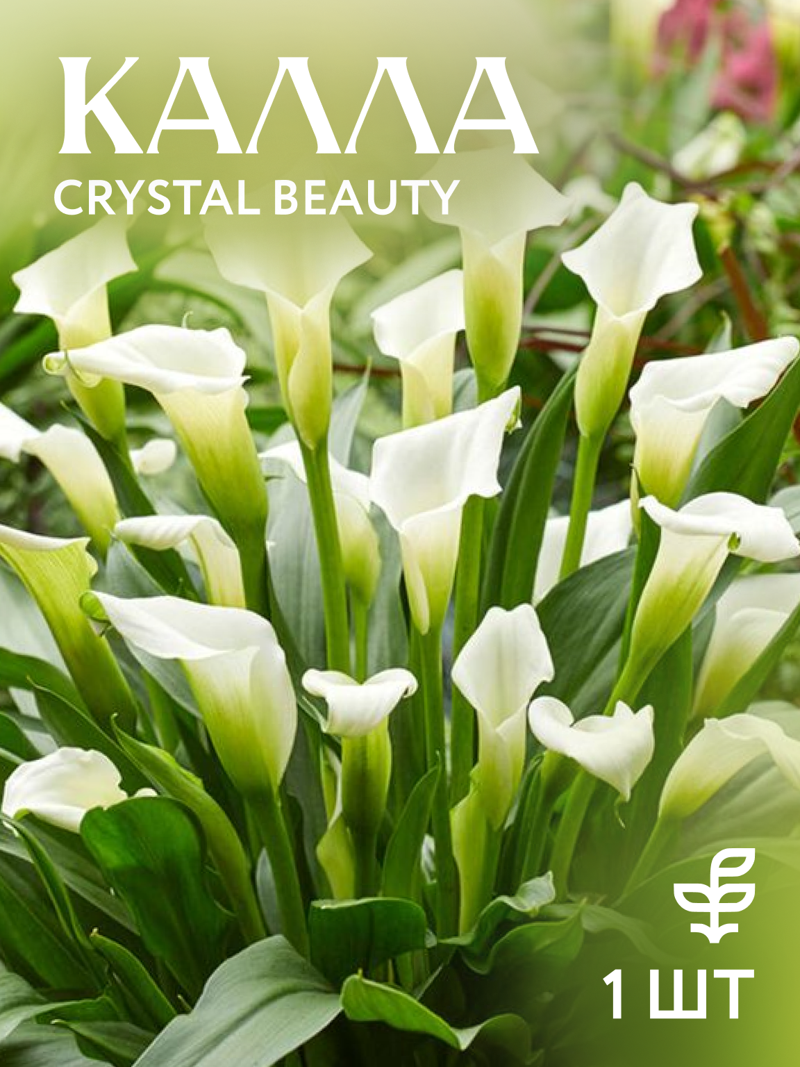 Каллы луковицы цветов многолетних