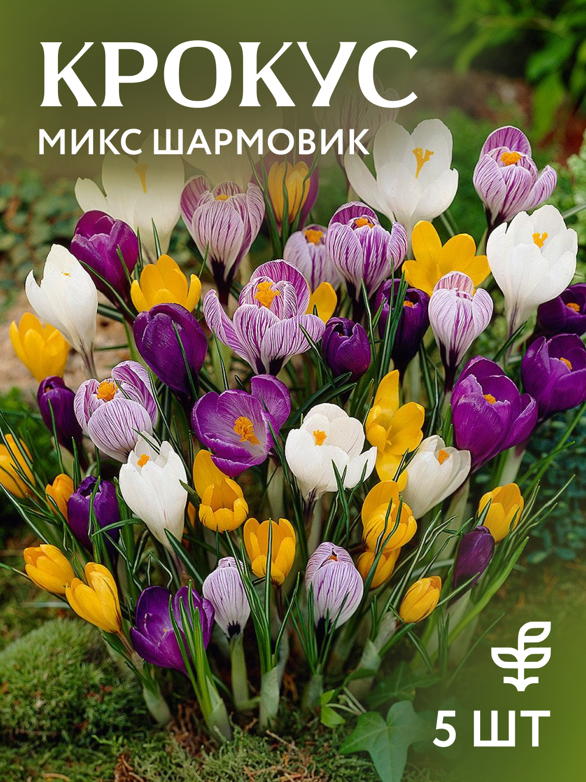 Крокусы луковицы многолетние крупные