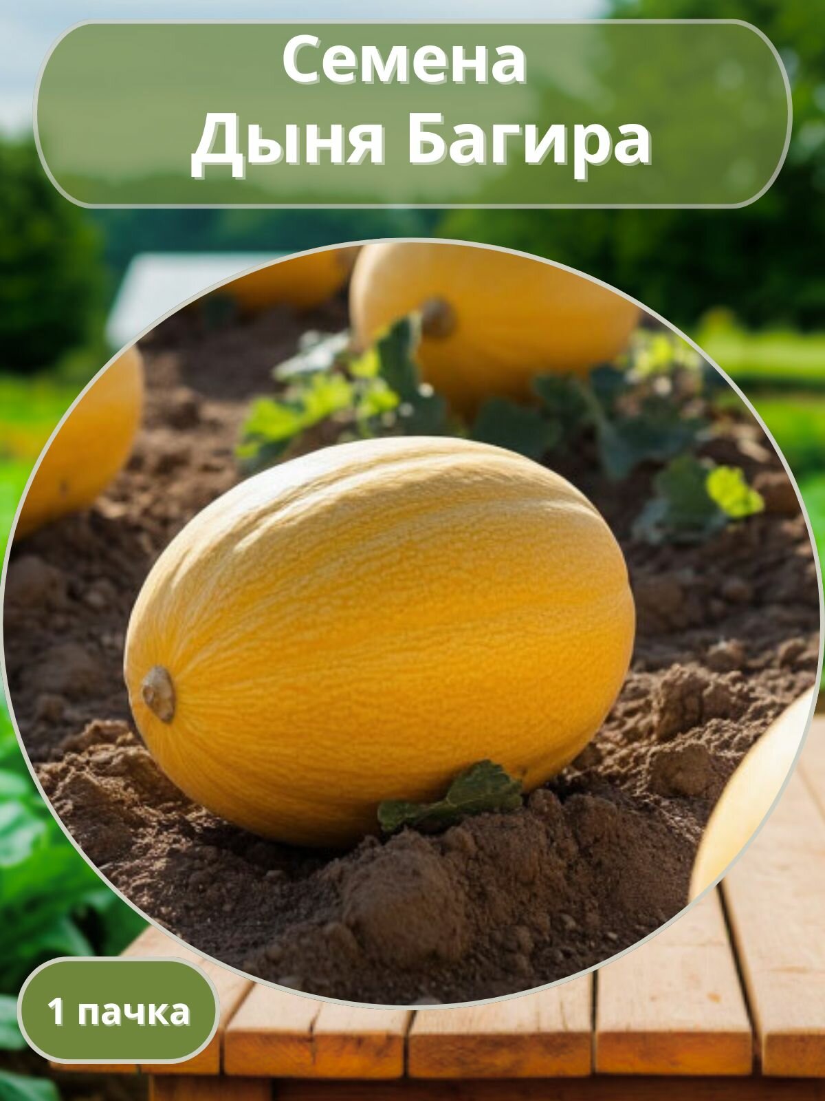 Дыня Багира, семена 10 шт