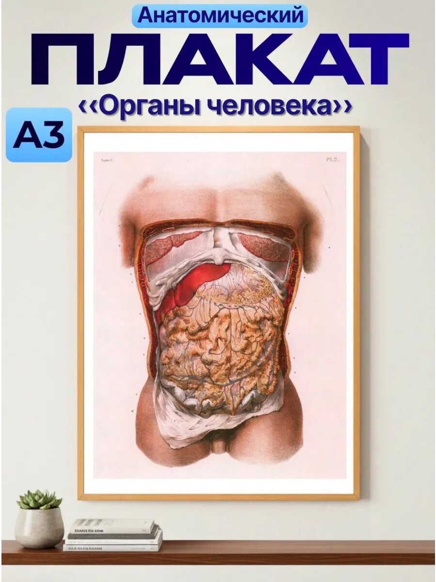 Постер медицинский, брюшная полость, органы человека, А3 анатомия, хирургия
