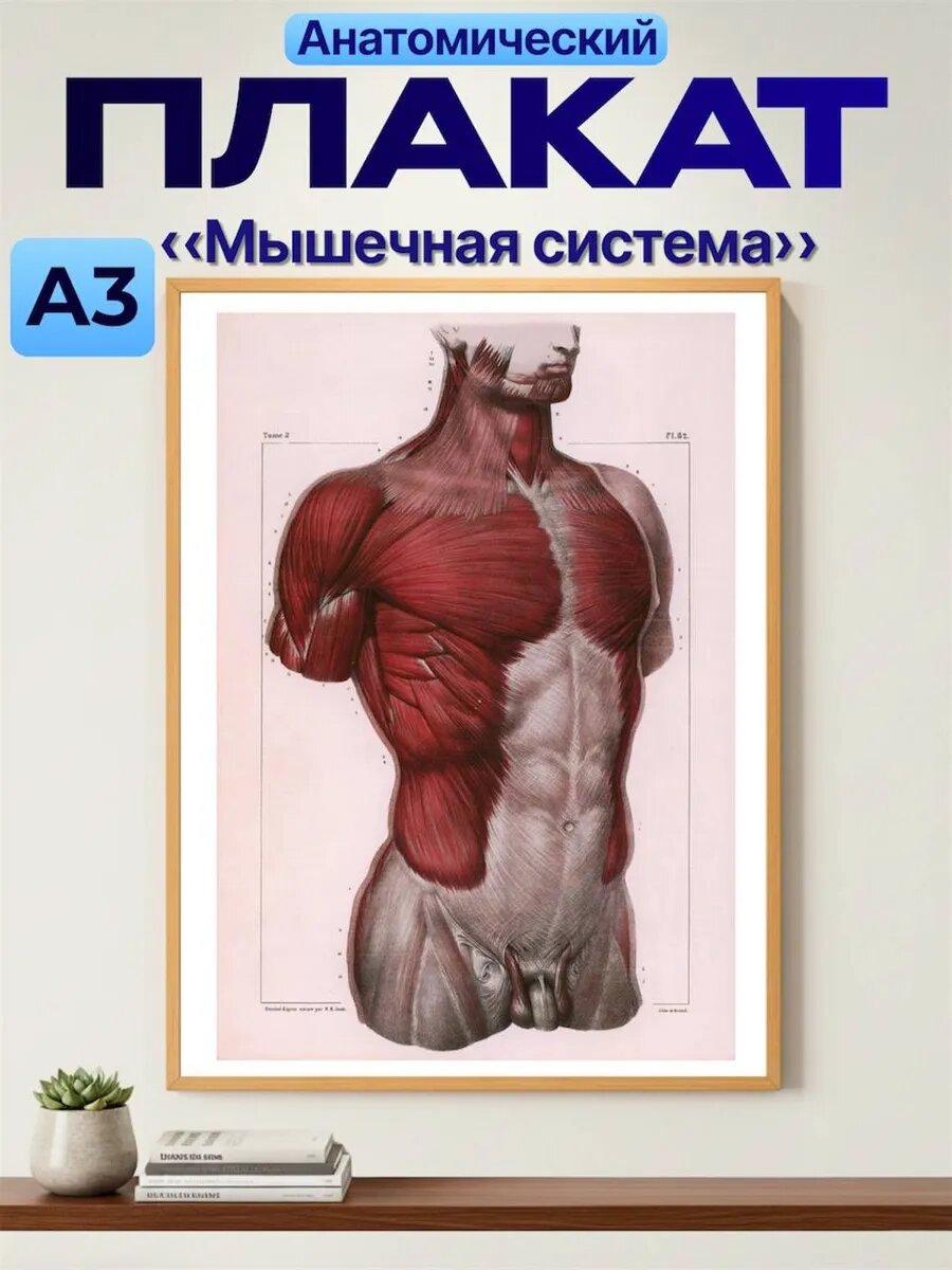 Постер медицинский, торс, передняя группа мышц, мышечная система, А3 анатомия, хирургия
