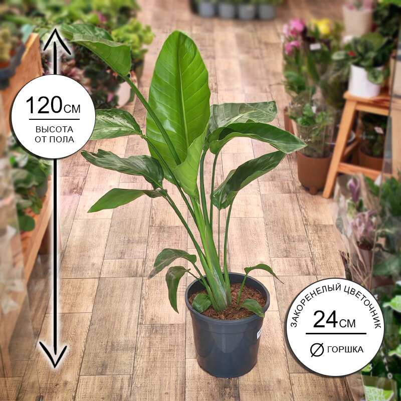 Стрелиция Альба 24*120, живое комнатное растение в горшке