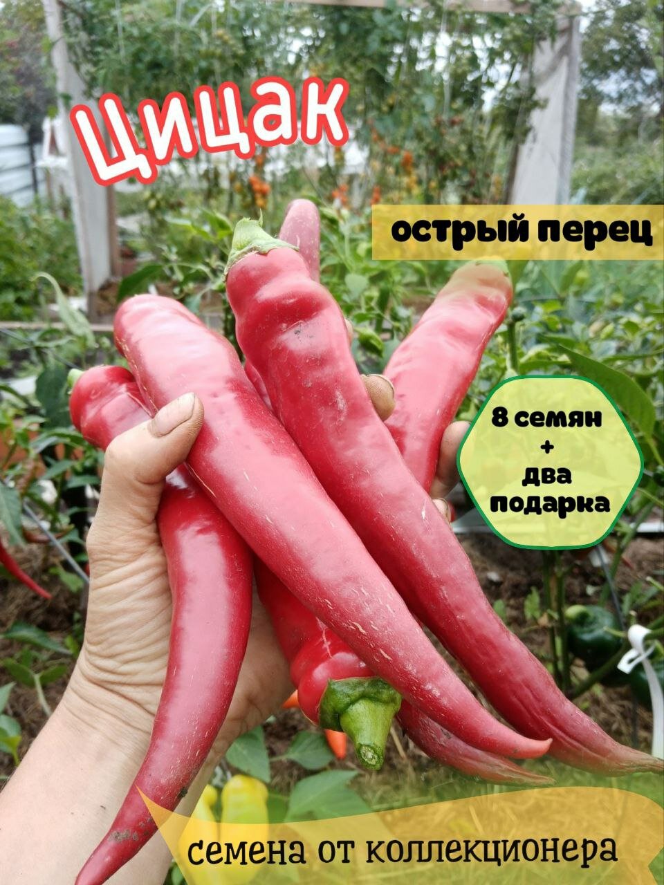 Перец острый "Цицак", родом из Армении
