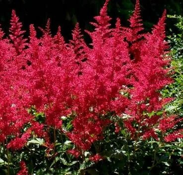 Астильба Арендса Бургунди Ред