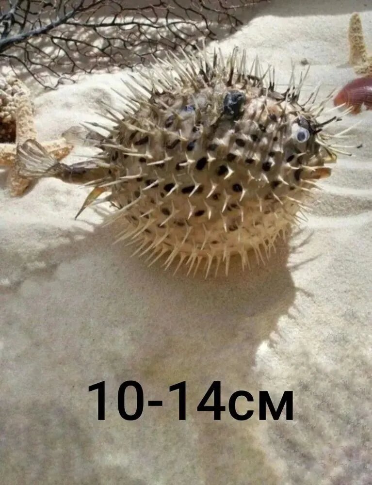 Рыба ёж 1шт (10-14см) натуральная чучело