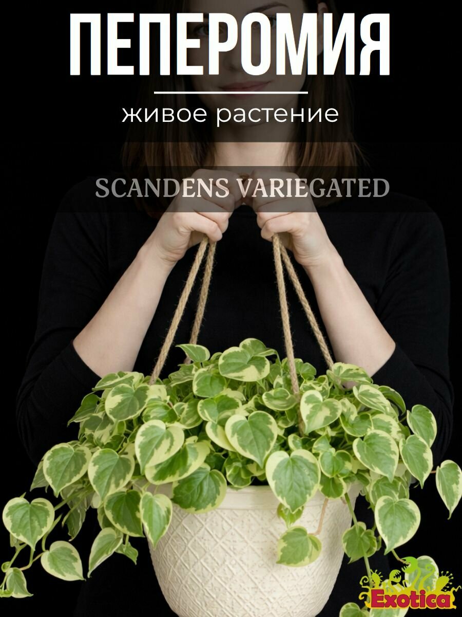 Пеперомия Сканденс Вариегата (Peperomia Scandens Variegata) D12см, комнатное растение