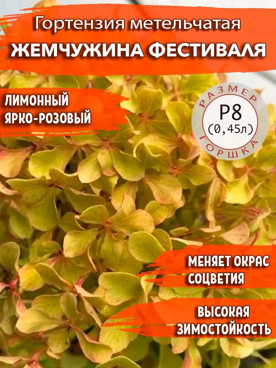 Гортензия метельчатая Жемчужина Фестиваля