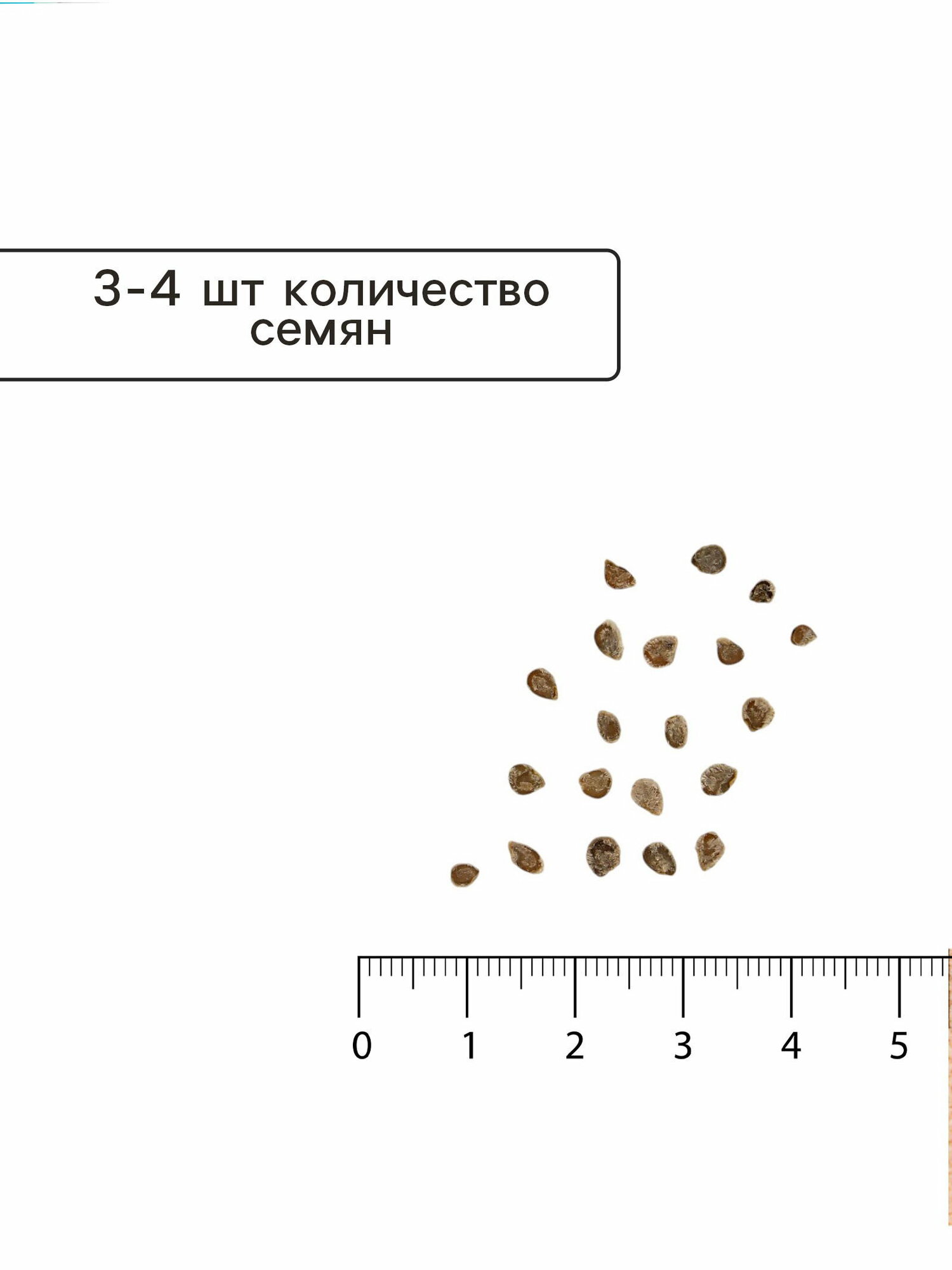 Семена Томат "Спрут", 0.03 г, посев на рассаду: апрель, место выращивания: закрытый грунт (теплицы, укрытия) — фото 1