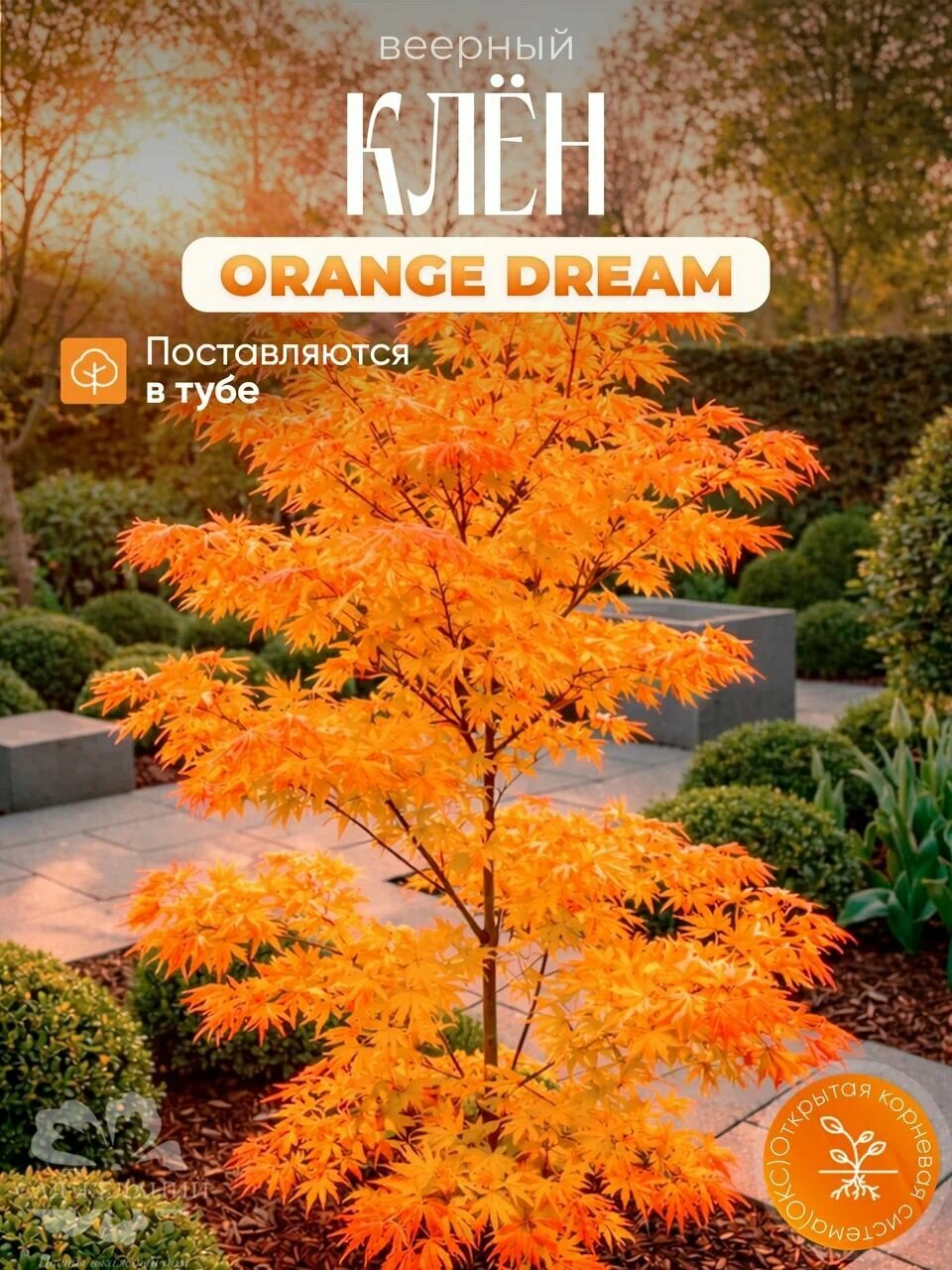 Клен японский Оранж Дрим окс в тубе