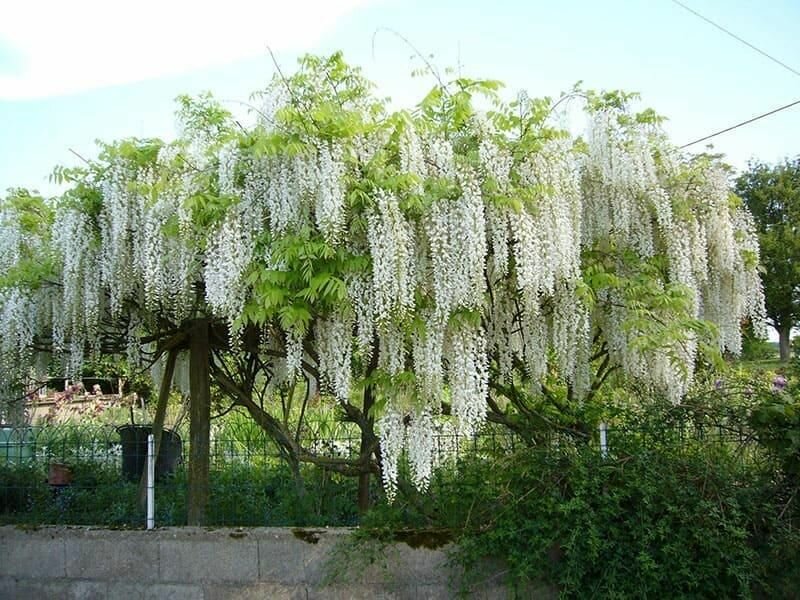 Глициния декоративная сорта "Альба" , 1 шт, белая , зимостойкая — фото 1
