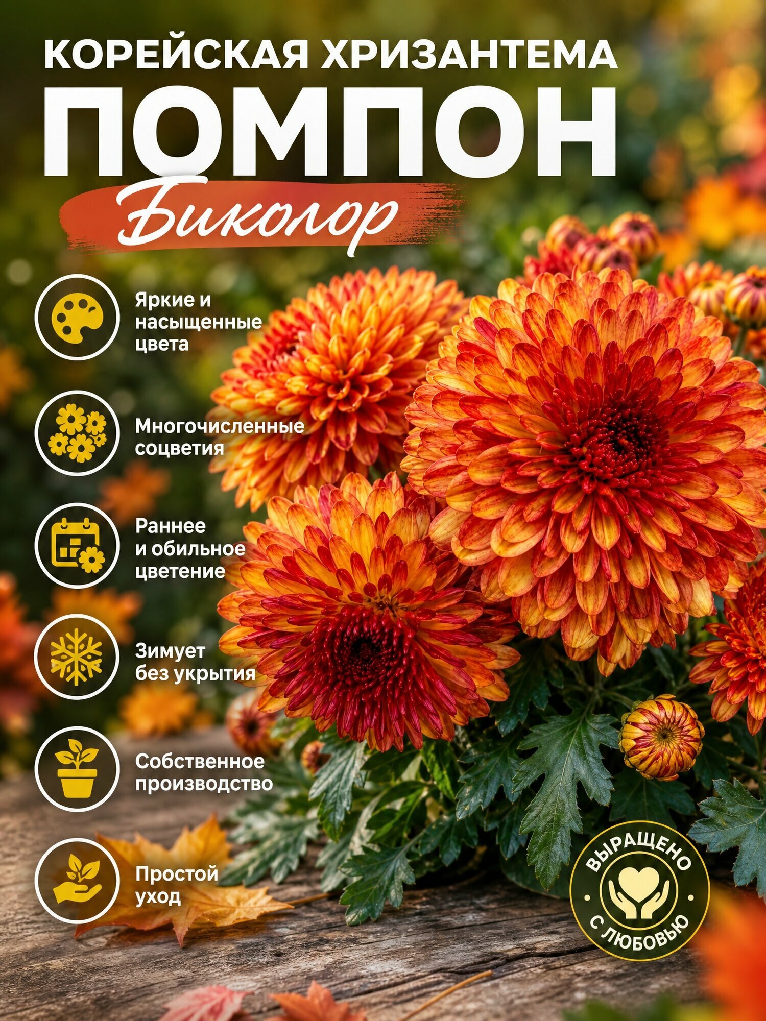 Корейская хризантема Помпон биколор (растение с ЗКС в горшке) 1 шт.