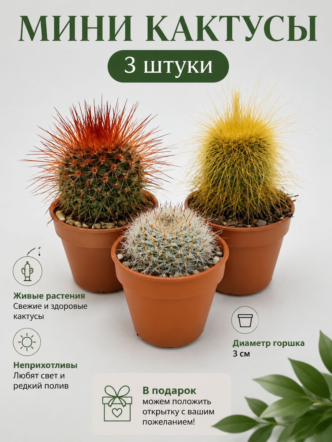 Кактус живой мини, Набор из 3 шт D-3 и открытка