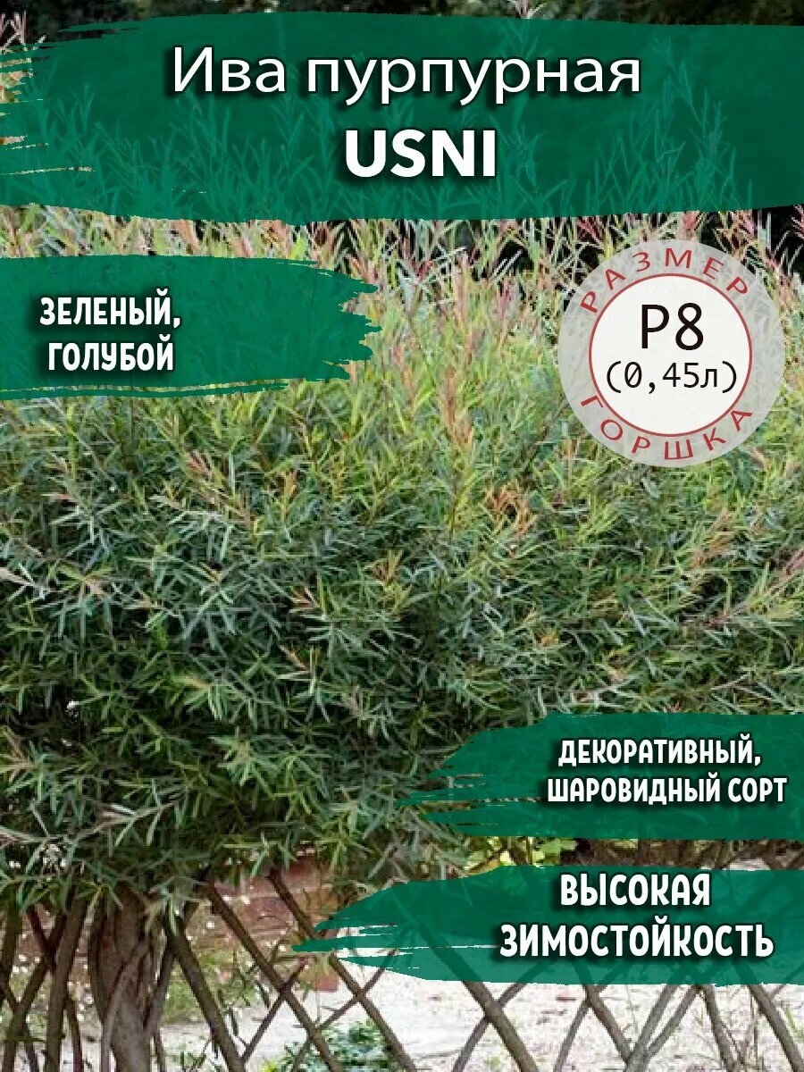 Ива Садовые Растения "Usni", пурпурная, многолетняя, высота до 1,5 м, цвет голубой, 1 шт