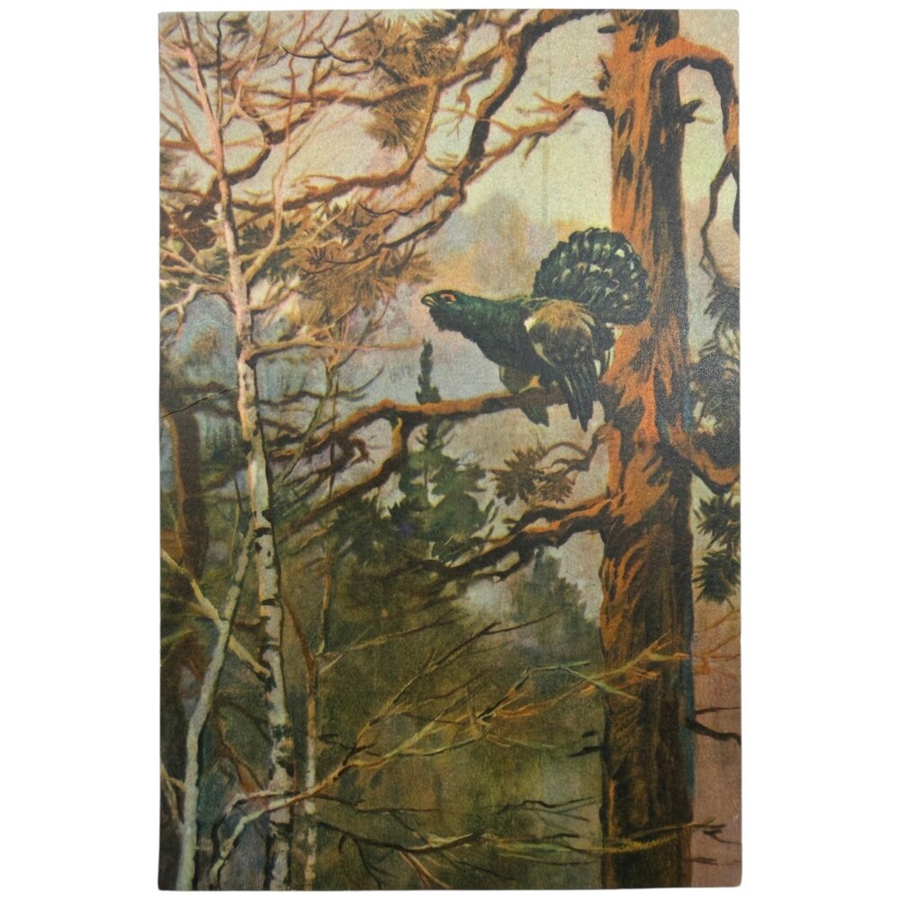 Почтовая открытка "Блинков - Глухарь" 1960-1970 гг. СССР