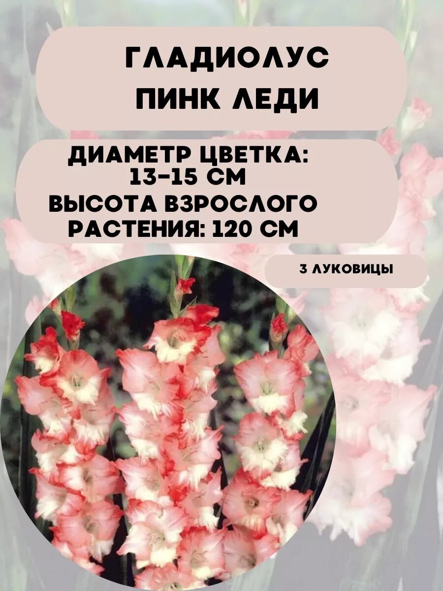 Гладиолус крупноцветковый/Луковицы гладиолуса