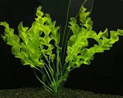 Апоногетон живородящий (Aponogeton undulatus). Живое аквариумное растение.