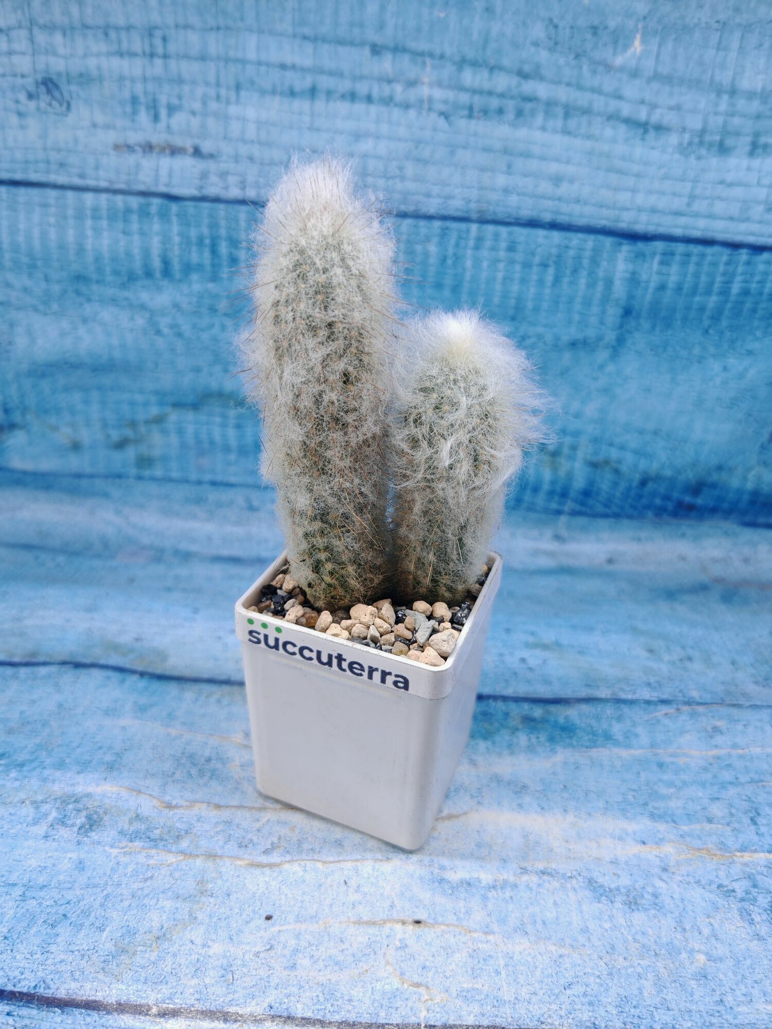 Кактус Austrocephalocereus dybowskii (Аустроцефалоцереус ). Диаметр горшка 5 см. Субстрат Succuterra Classic и фирменный горшочек в комплекте.