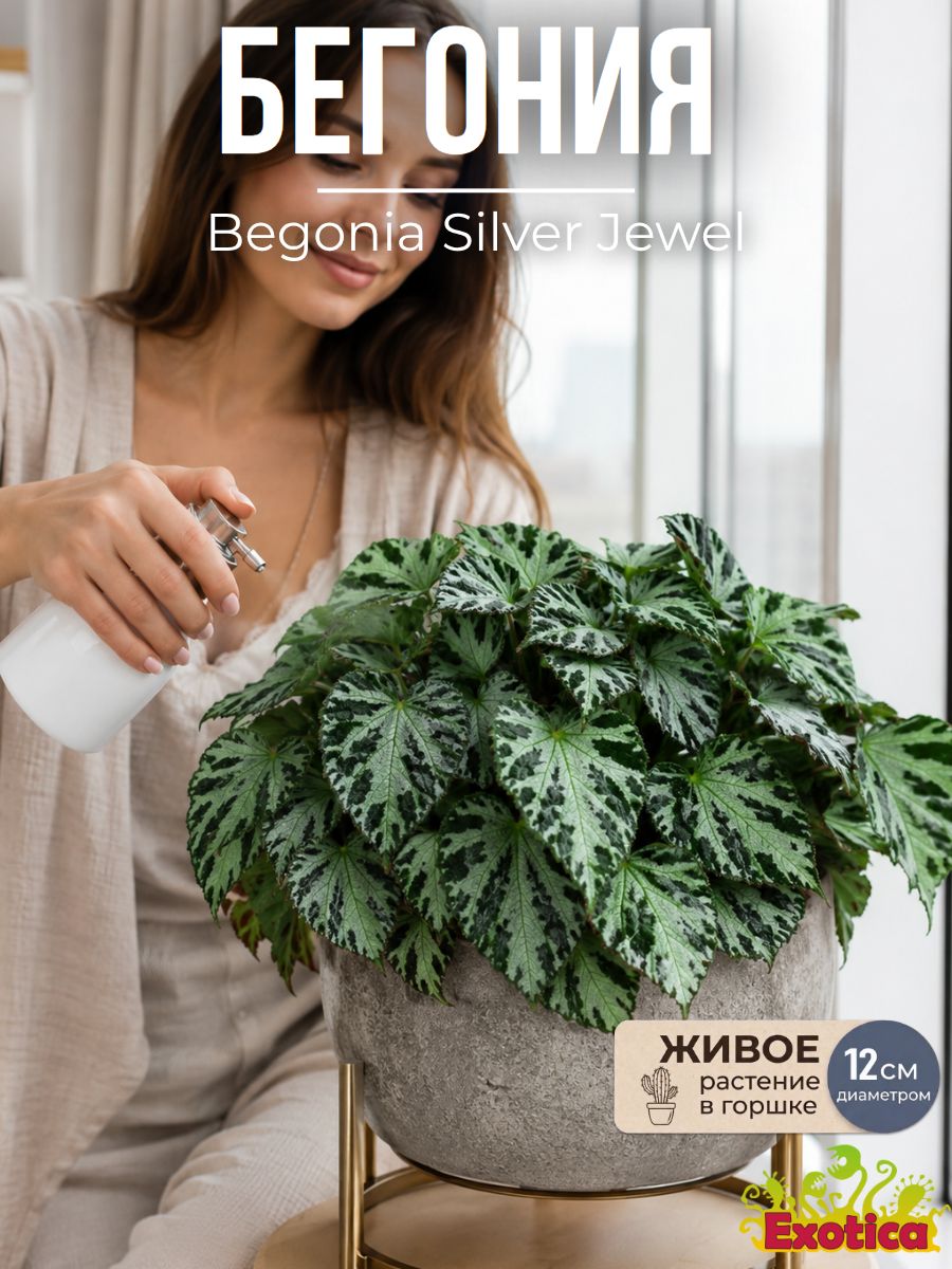 Бегония Сильвер Джевел (Begonia Silver Jewel) D12см, комнатное растение