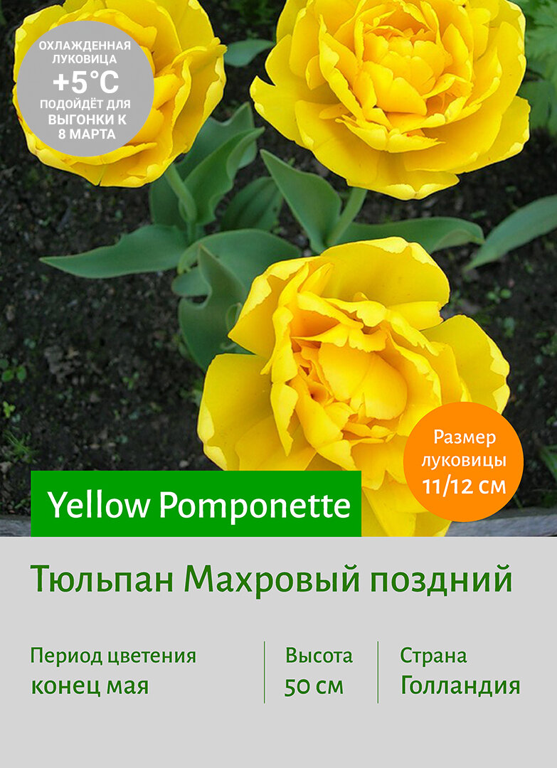 Тюльпан Еллоу Помпонетт (Yellow Pomponette) махровый поздний луковицы 3 шт сотка