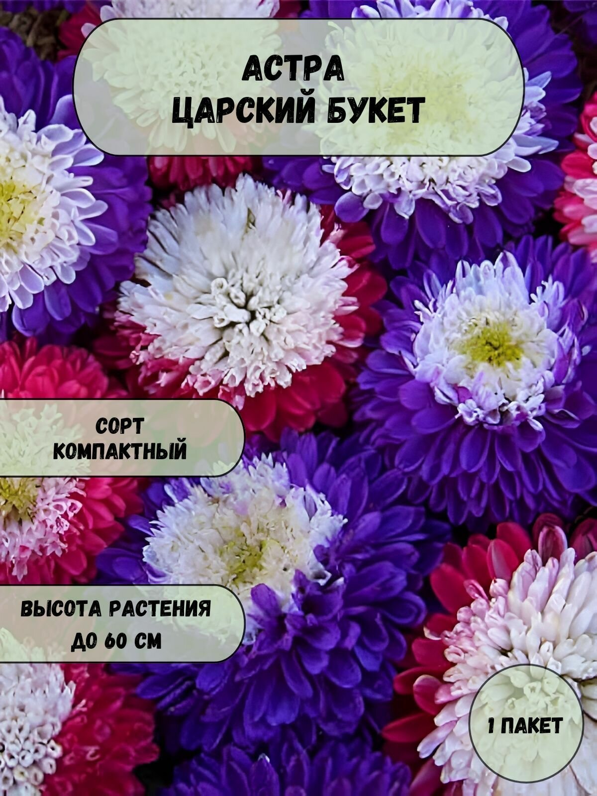 Астра Смесь Царский букет двухцветная помпонная семена 10 шт