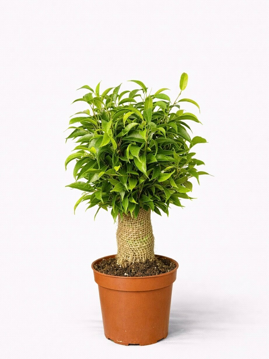 Фикус Бенджамина на штамбе (Ficus benjamina) 12см