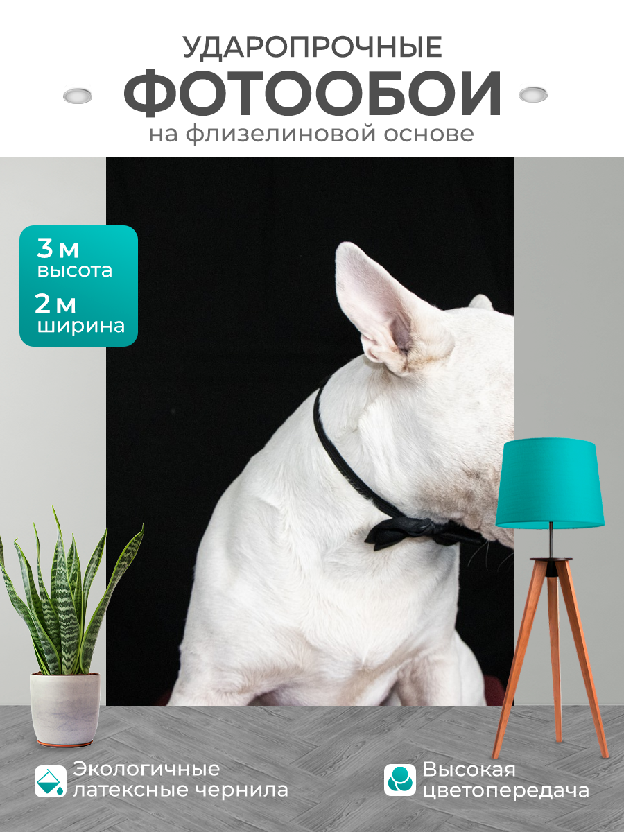 Фотообои моющиеся ударопрочные "Бультерьер, смотреть, собака" 200x300 см. флизелиновые на стену