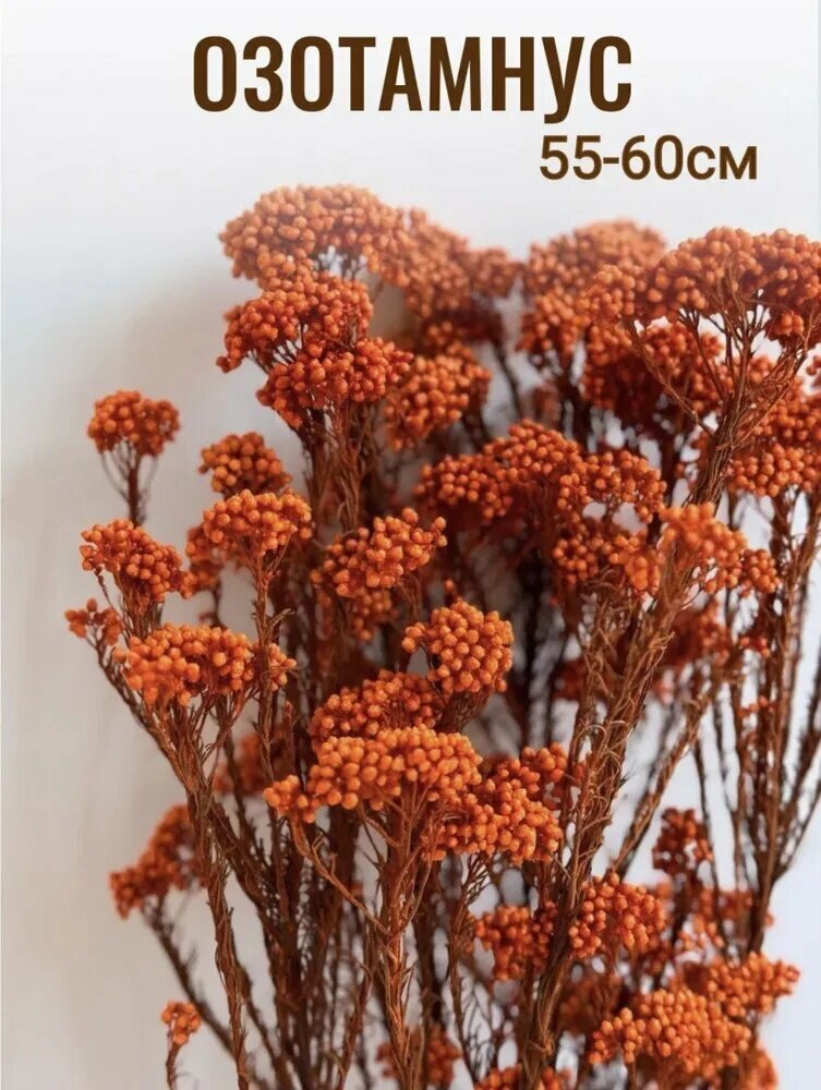 Сухоцветы Озотамнус, 55 см