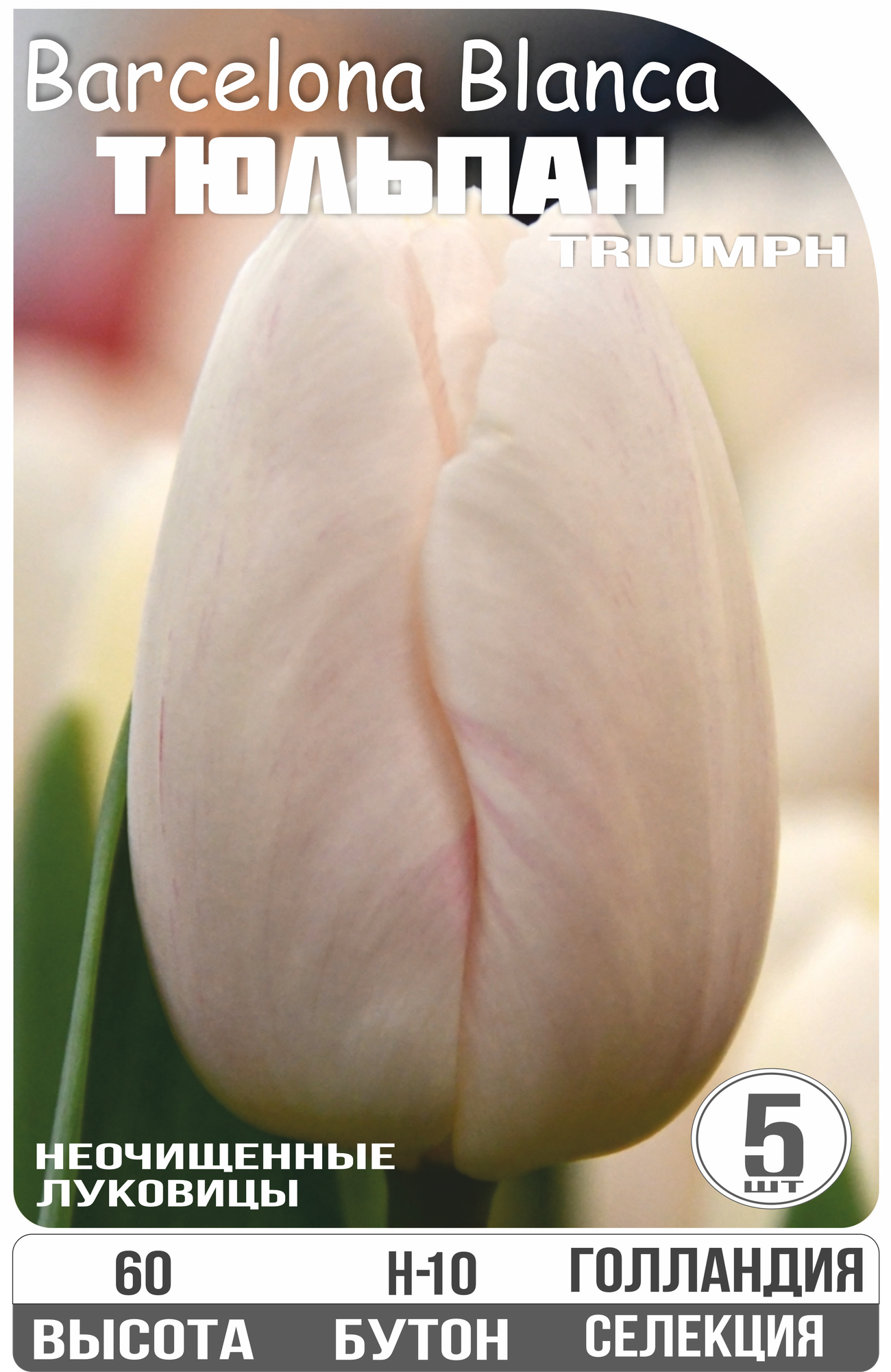Тюльпан луковицы Барселона Бланка, 5 шт неочищенные, многолетник, высота 60 см. кремового цвета