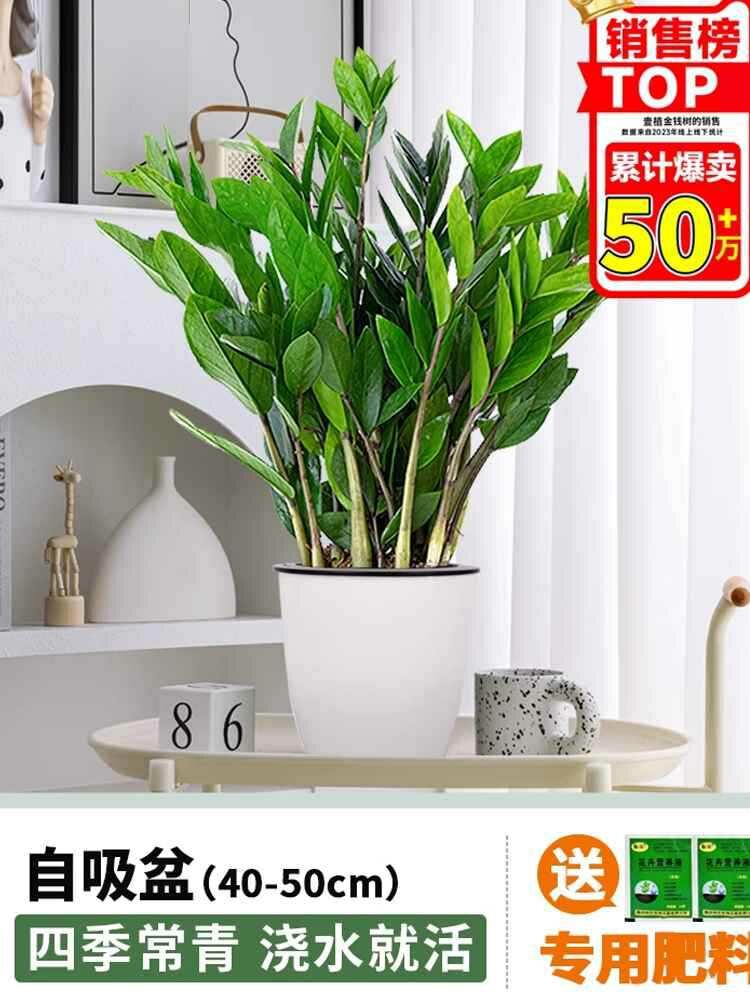 Горячая распродажаДенежное дерево, зеленое растение для интерьера, легкое в уходе, цветок для офиса, счастливое дерево, большой цветочный горшок, денежная гирлянда