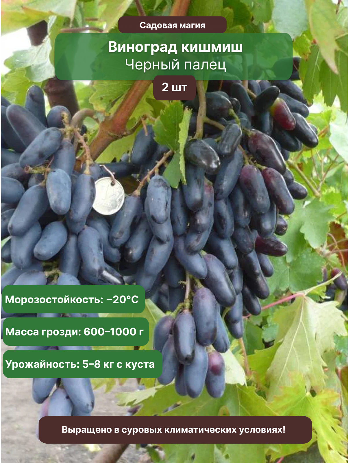 Виноград кишмиш Черный Палец (2 шт) / бессемянный, морозостойкий сорт