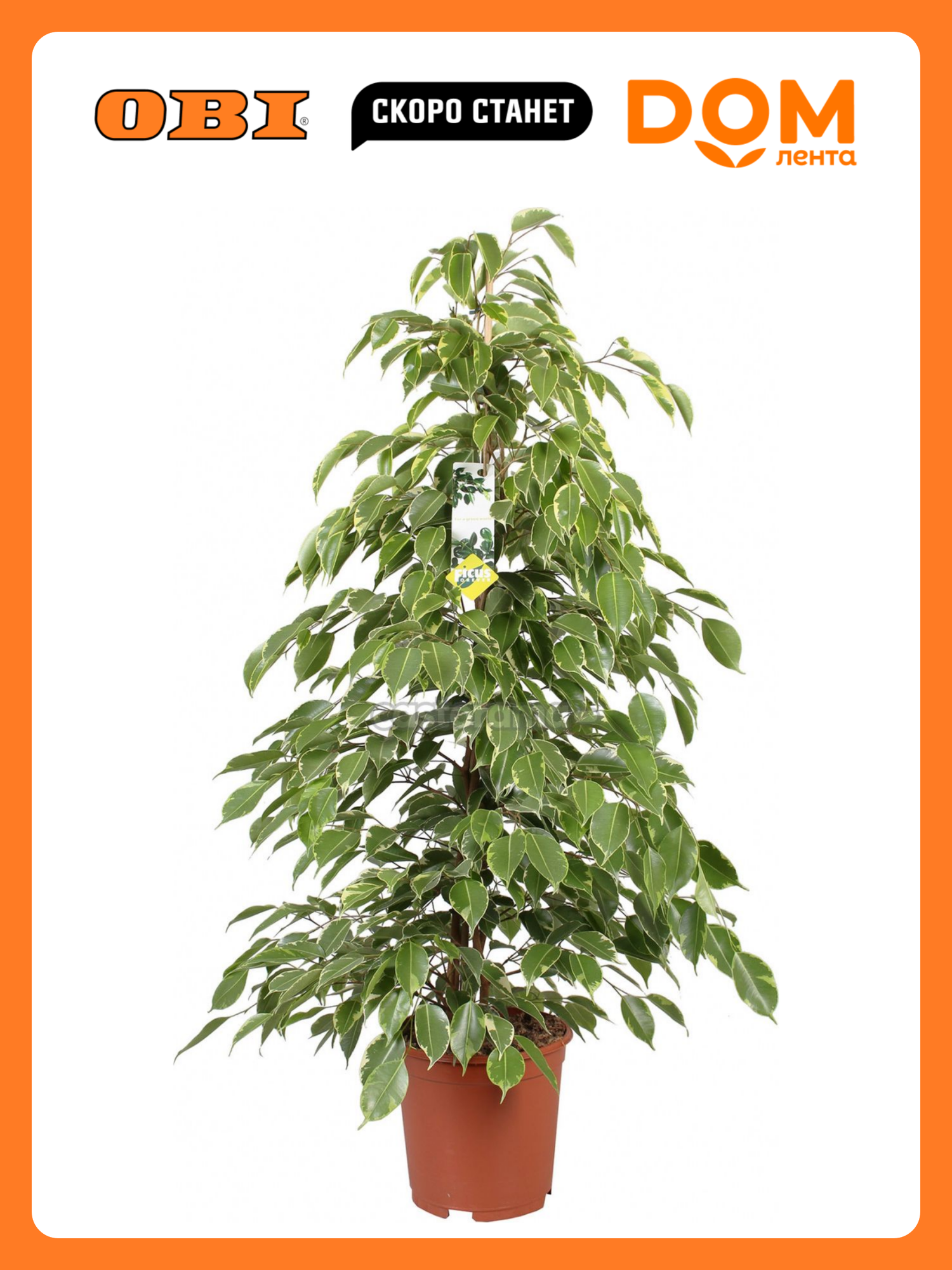 Фикус Бенджамина "Голд Кинг", декоративно-лиственный, высота 80 см, диаметр горшка 17 см