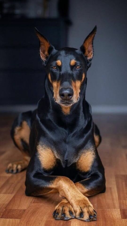 Алмазная живопись "Стильный доберман", 5D, круглая, 40x50 см. Производитель: Brose Art.