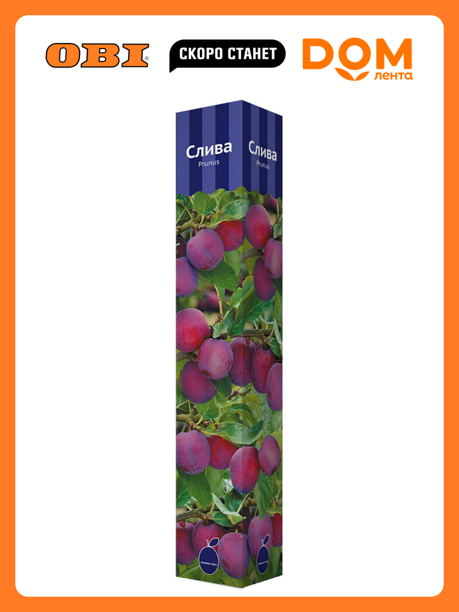 Саженец Слива С1 H60 в ассортименте