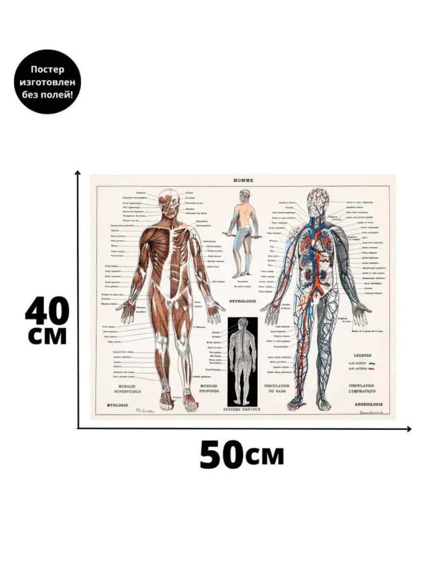Постер скелет анатомия человек