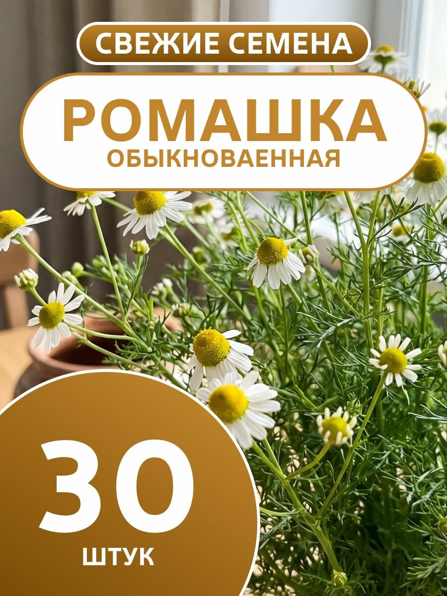 Ромашка семена для выращивания 30 шт