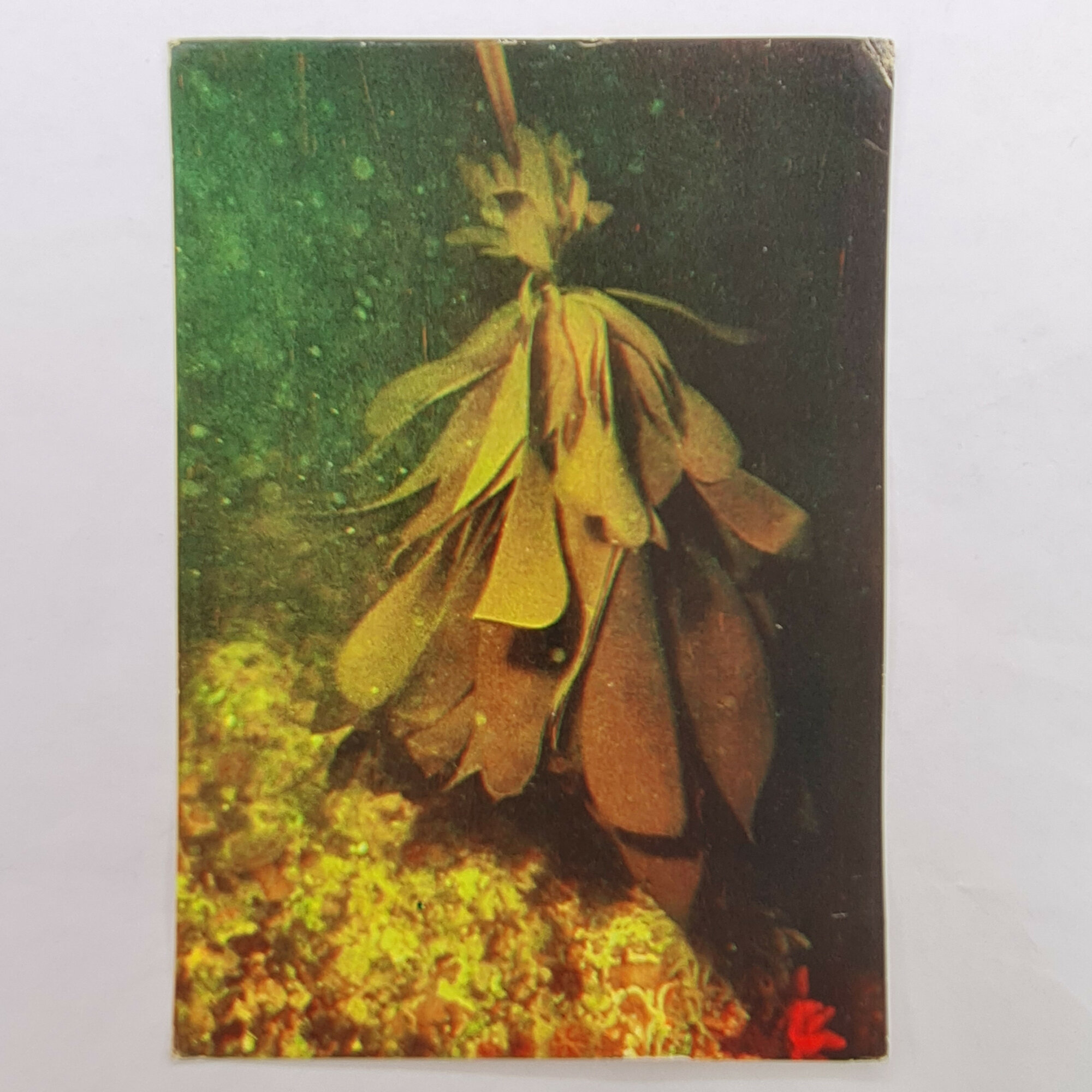 Открытка советская СССР. Ламинария японская, морская капуста, подводная природа. винтаж