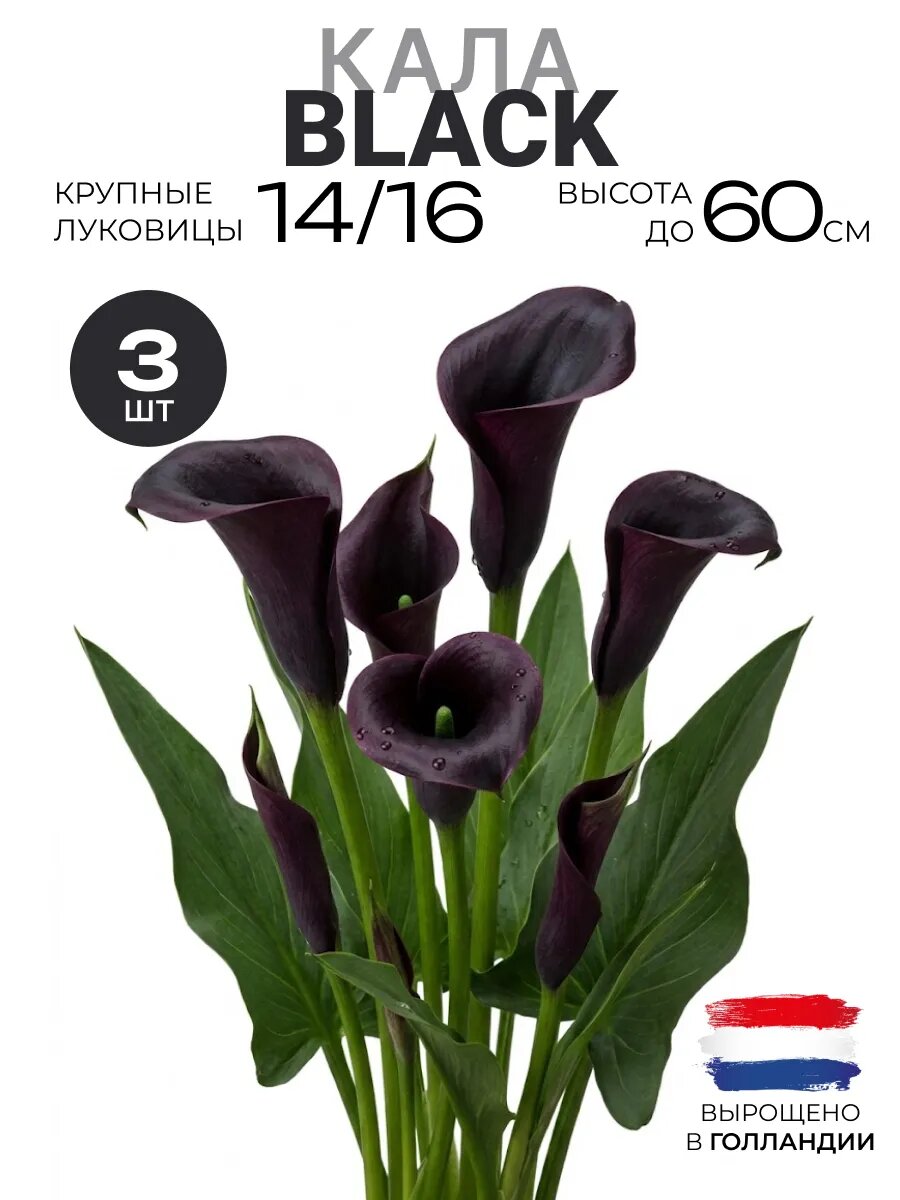 Каллы луковицы садовые многолетние