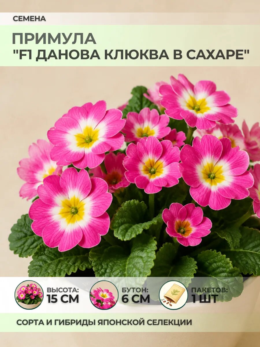 Примула "Данова клюква в сахаре" F1, крупные тёмно-розовые с белой каймой цветки, 1 упаковка, 5 шт. семян.