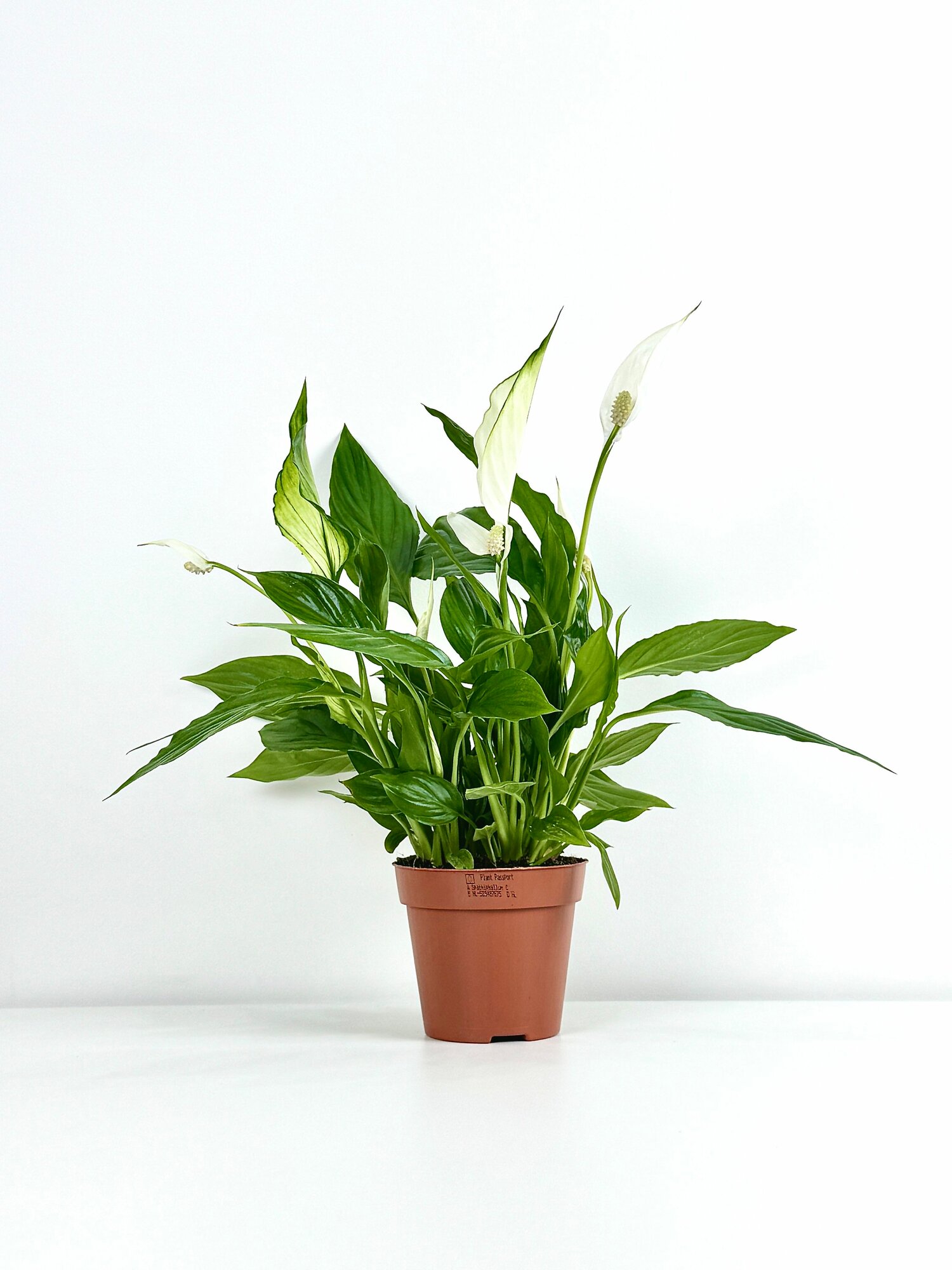 Спатифиллум в кремовом кашпо с автополивом, высота 45-50см