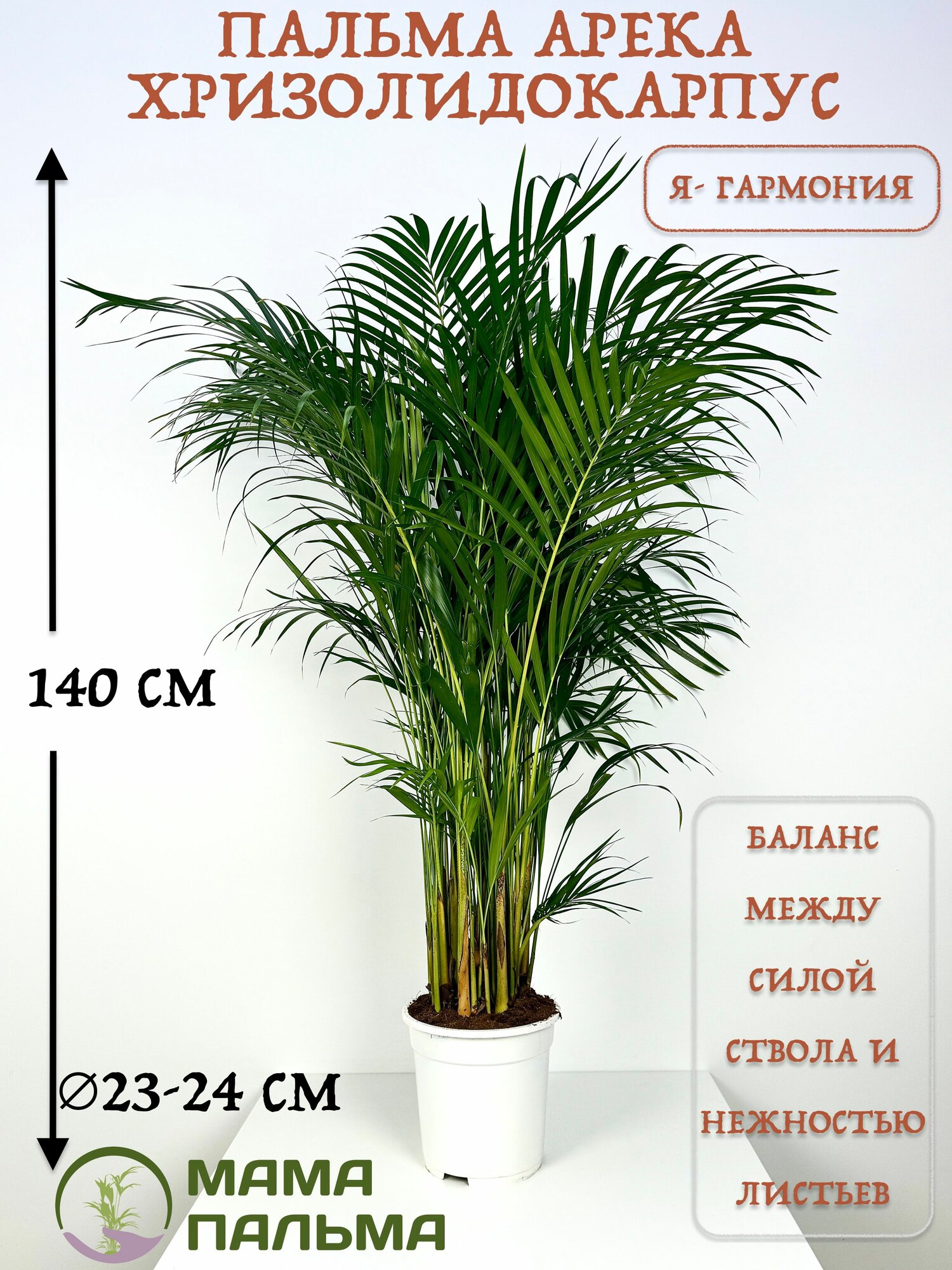 Живое растение Пальма Арека Хризолидокарпус в горшке D23-24 высота 140 см крупномер