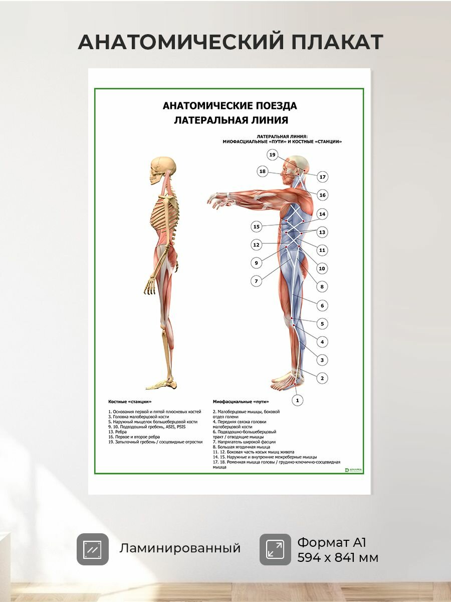 Обучающий медицинский плакат Анатомические поезда, латеральная линия ламинированный формат А1