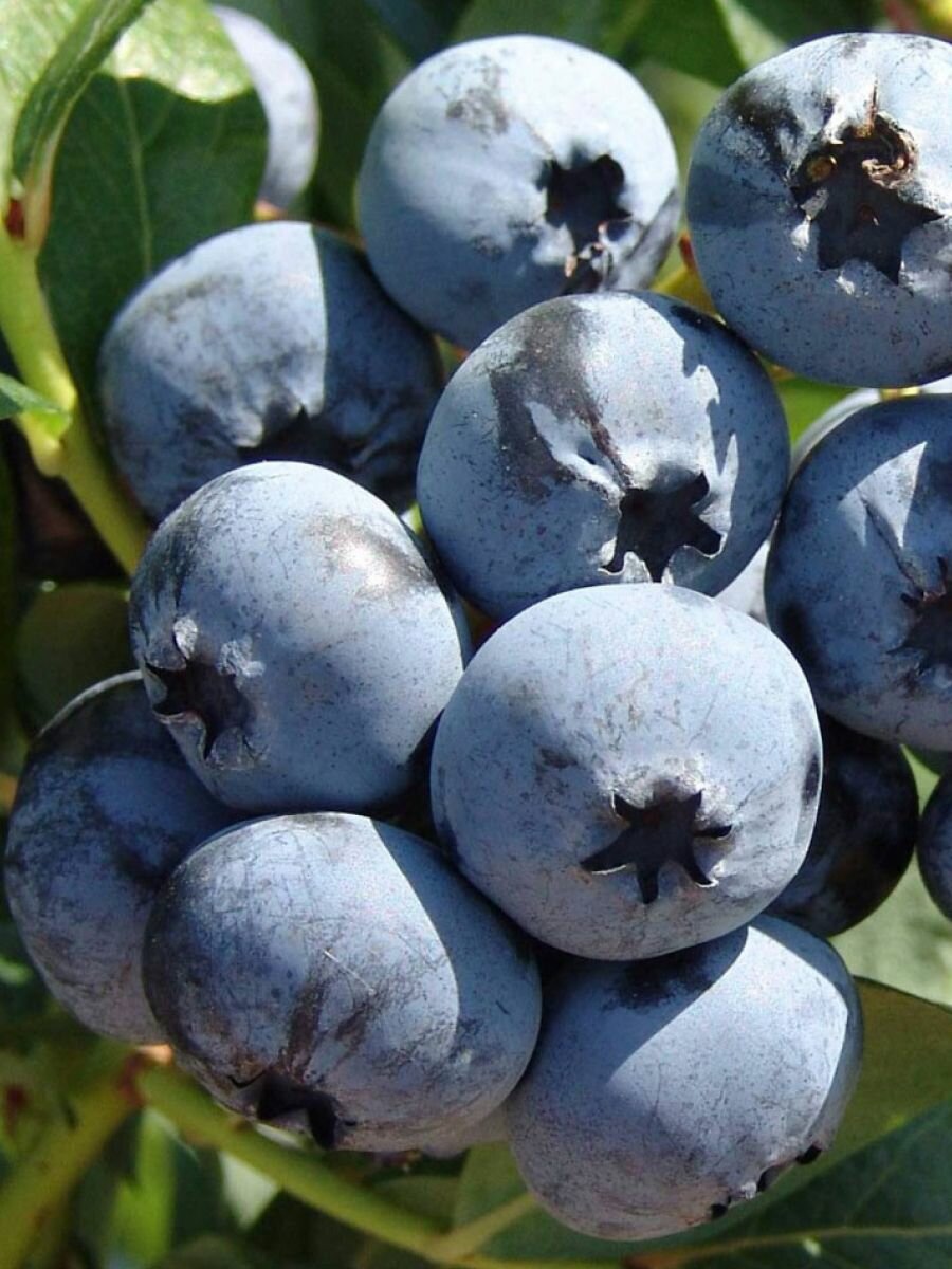 Голубика "Сиерра", многолетняя, высокорослая, морозоустойчивая