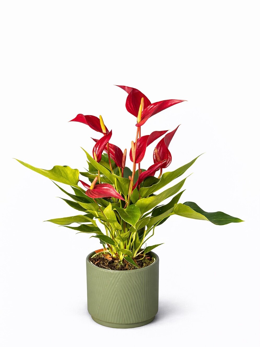 Антуриум Бандерола красный (Anthurium Andreanum Banderola "Red") 9см