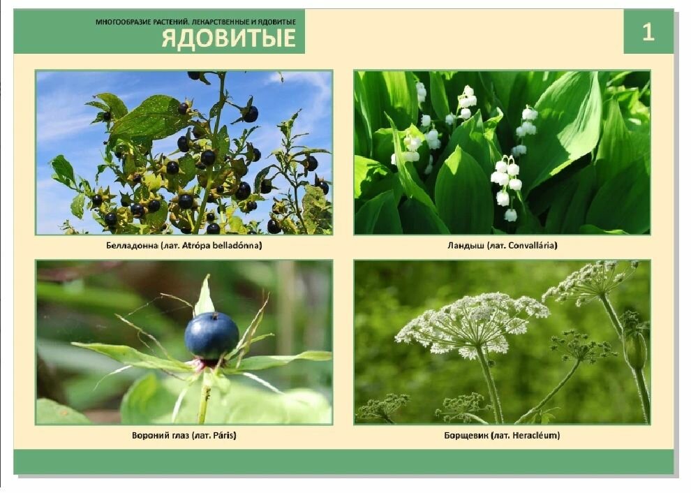Комплект таблиц по ботанике раздаточных "Многообразие растений. Лекарственные и ядовитые"