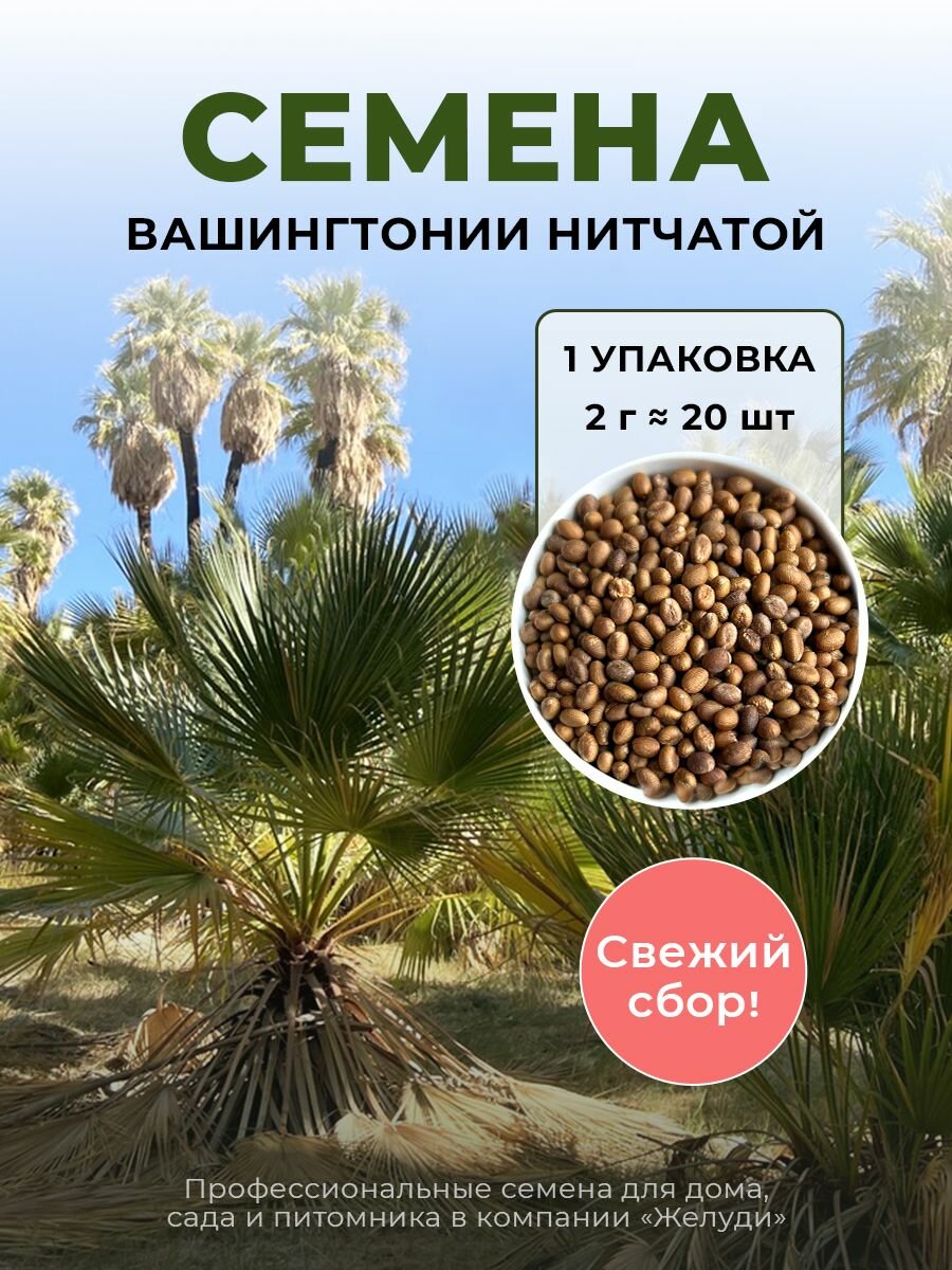 Семена Пальмы комнатной декоративной Вашингтонии нитеносной, 2 грамма (примерно 30 шт)