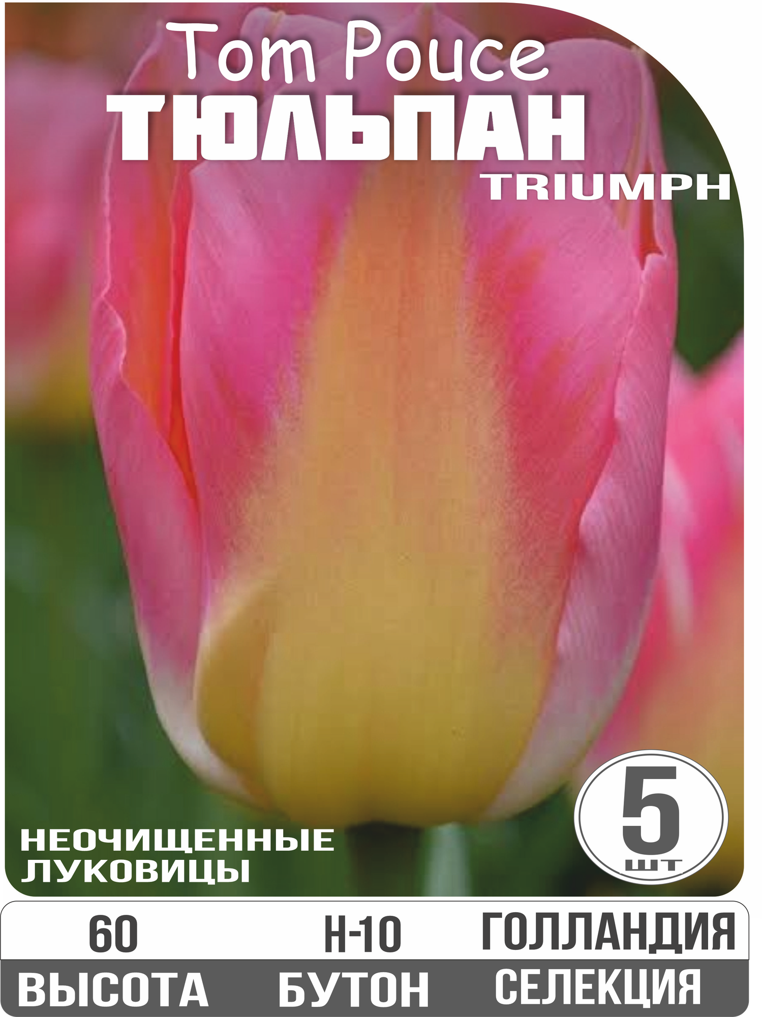 Тюльпаны Том Пус, луковицы неочищенные, многолетние, высота до 60 см, 5 штук Eywa