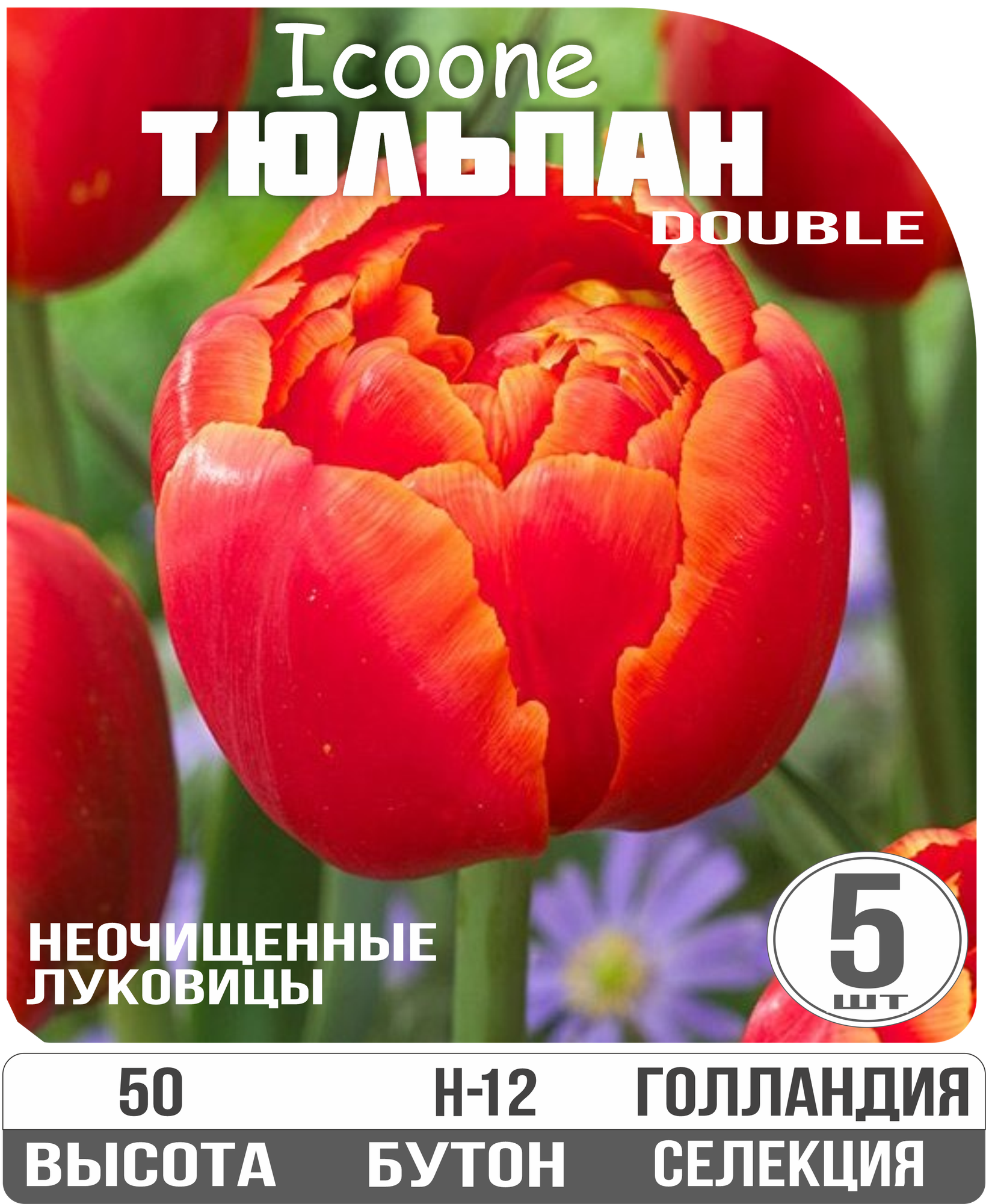 Тюльпан луковицы Айкун, 5шт неочищенные, многолетние, махровые , красный/оранжевый, высота 50 см.