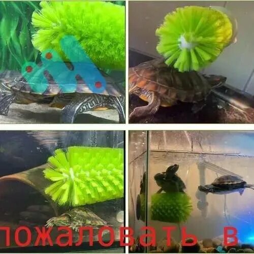 Зеленая щетка для чистки панциря черепах с присоской - отшелушивающий уход за спиной аквариумных черепах