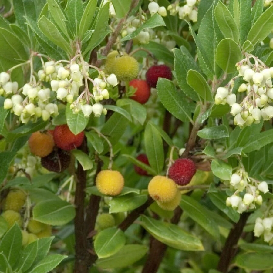 Земляничное дерево Компакта (1 саженец в горшке Р9), Нидерланды